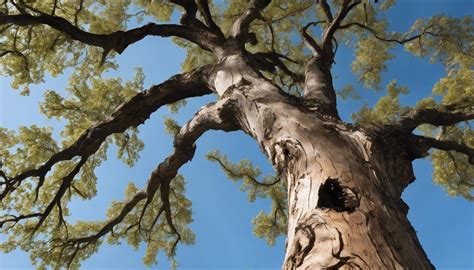 Top 7 Tree Hazard Assessment And Safety Tips Tkl Birmingham Gardener