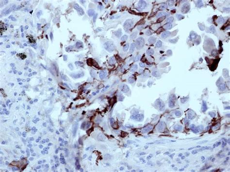 Tissue Staining Image Library