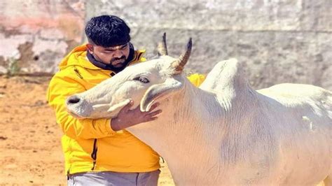 Who Is Monu Manesar Bajrang Dal Leader And Cow Vigilante At Centre Of