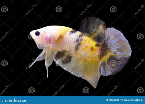 Betta Koi Tiger Candy Hmpk Halfmoon Plakat Male Or Plakat Fighting Fish