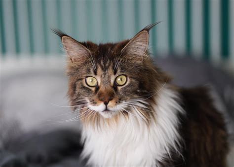 My Sweet Atari Rmainecoons