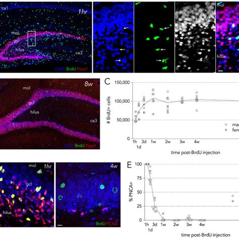 Dynamics Of Developmental Neurogenesis And Early Cell Survival A Download Scientific Diagram