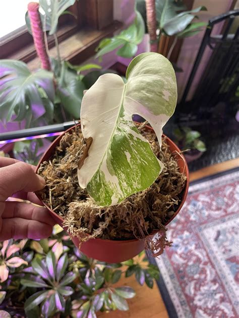 What Am I Doing Wrong Rhouseplants