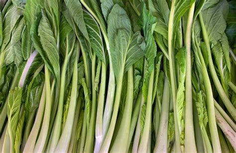 10 Plants Cabbage Worms Love How To Stop Them Pest Pointers