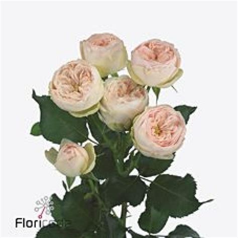 rosa tr mansfield park – Florasystem Žilina