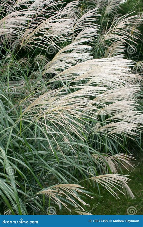 Decorative Grass Stock Image Image Of Selloana Decorative 10877499