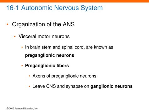 16 Neural Integration Ii The Autonomic Nervous System And Higher Order Functions Ppt Download