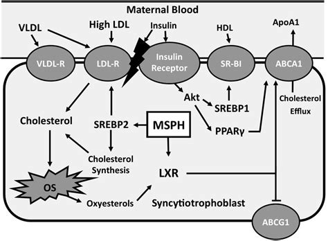 Maternal Supraphysiological Hypercholesterolemia Effects On Download Scientific Diagram