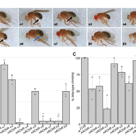 Morphological And Locomotor Phenotypes In Nachr Subunit Mutants A Download Scientific