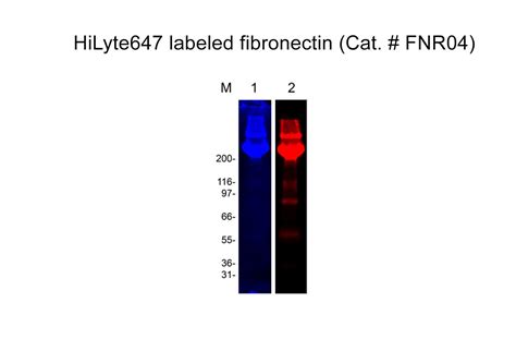 Fibronectin Far Red Hilyte Fluor™ 647 Cytoskeleton Inc