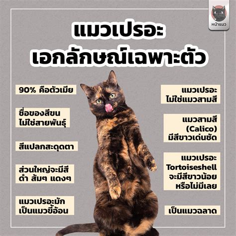 หน้าแมว ได้เวลาอวด “แมวเปรอะ” แมวเอกลักษณ์เฉพาะตัว Facebook