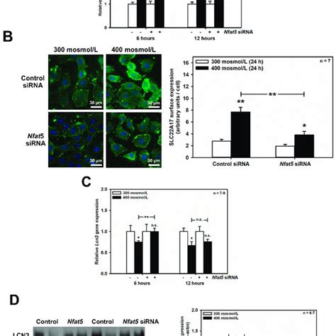 Hyperosmolarity Increases Slc22a17 Slc22a17 Expression And Decreases Download Scientific
