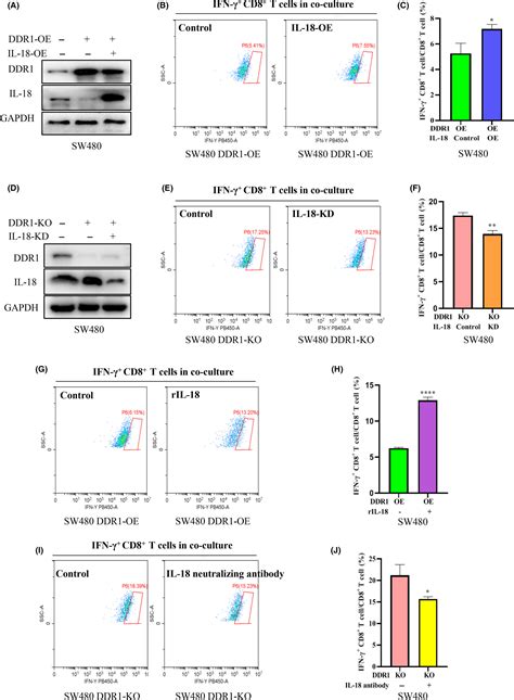 Ddr1 Functions As An Immune Negative Factor In Colorectal Cancer By