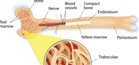 Skeletal System Science Online