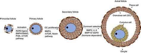 Ovarian Follicles Model