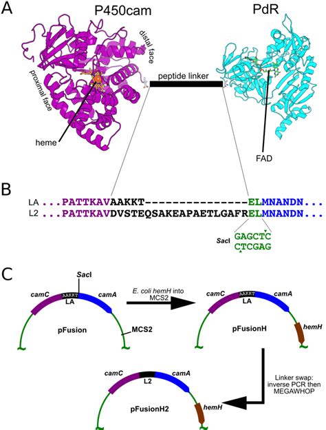 Design And Construction Of Fused P450cam Pdr Constructs The Plasmids Download Scientific