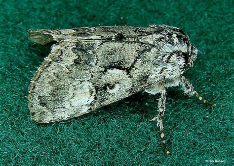 The Laugher Charadra Deridens Bugguide Net