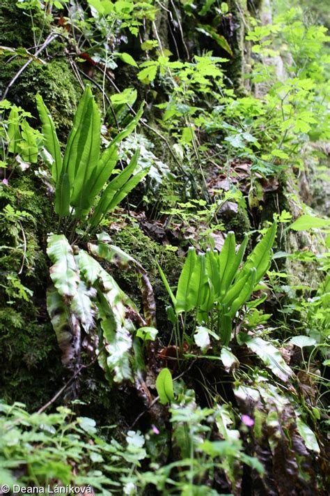 Asplenium Scolopendrium • Floraveg Eu