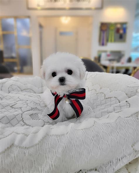 싸개싸개 무료강아지분양사이트