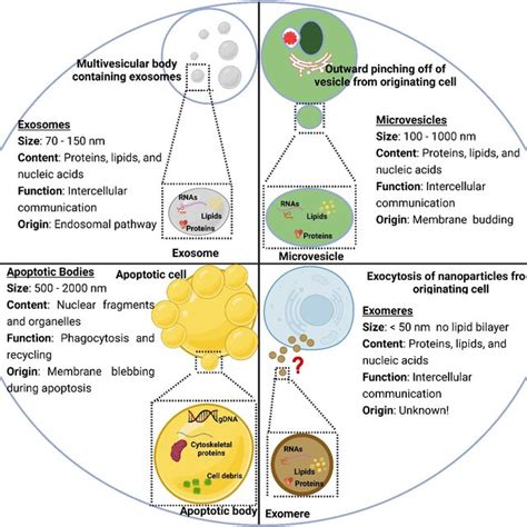 Major Subtypes Of Extracellular Vesicles Evs Download Scientific