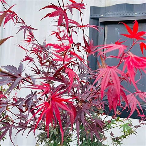 Japanese Maple Pixie Sweet Fairy Plants