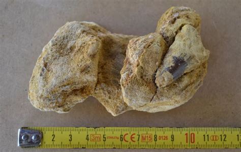 Real Spinosaurus Jaw Is It Real How To Recognize Fossil Fabrications The Fossil Forum