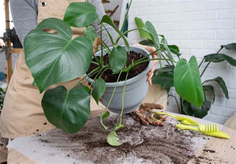 Struggling With Small Monstera Leaves Heres How To Fix It