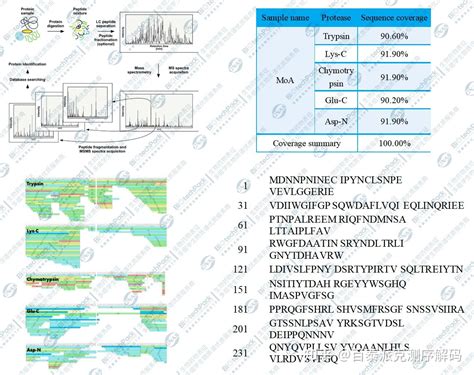 肽序列测定：挖掘肽段的潜在功能和生物活性 知乎