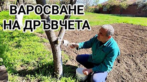 ПРОЛЕТНО ВАРОСВАНЕ НА ОВОЩНИ ДРЪВЧЕТА ВАЖНА И НЕОБХОДИМА РАБОТА КОЯТО ПОМАГА НА ДЪРВЕТАТА