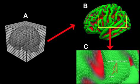 Introduction To Freesurfer Part 1 Overview And Installation — Andys Brain Blog