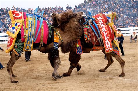 Camel Sports Camelids