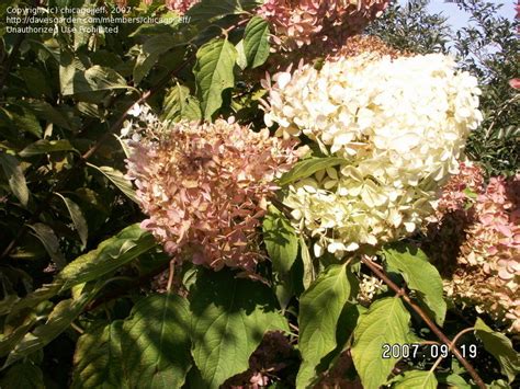 Phantom Hydrangea Tree