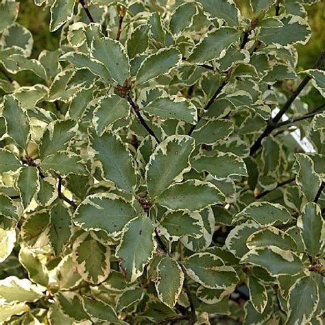Pittosporum Tenuifolium Green Elf Pépinières Lepage Bretagne Bord