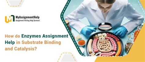 How Do Enzymes Assignment Help In Binding And Catalysis