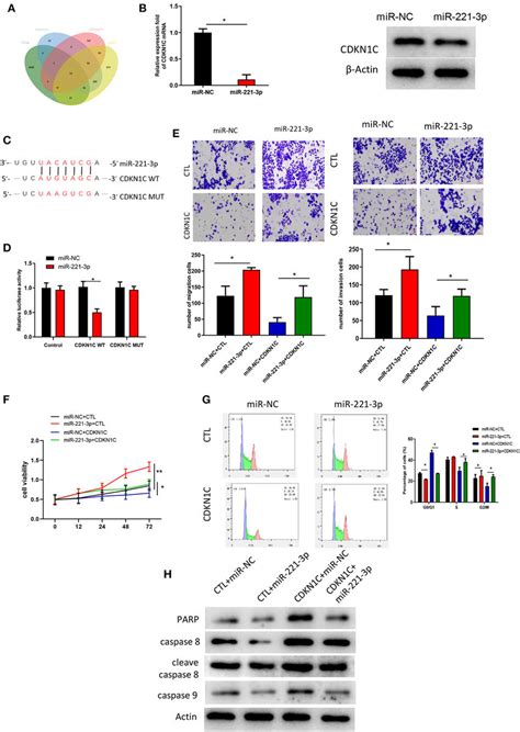 Mir 221 3p Regulates Cell Proliferation Invasion And Cell Cycle In Download Scientific