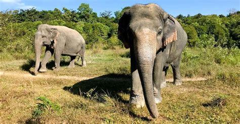 Cambodia 24 Day Wonders And Wildlife Grand Tour Getyourguide