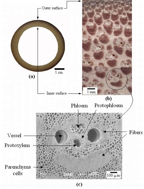 Microstructure Of Tong Bamboo A Photograph Showing Culm Circular Download Scientific Diagram