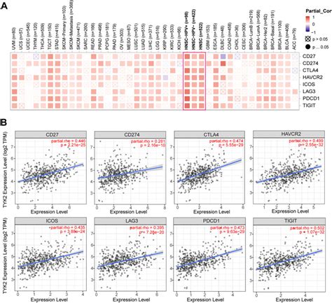 Frontiers Tyk2 Correlates With Immune Infiltration A Prognostic