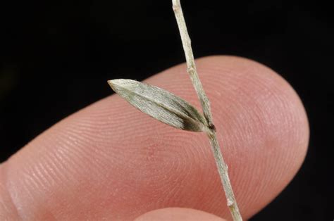 Evolvulus Alsinoides Convolvulaceae