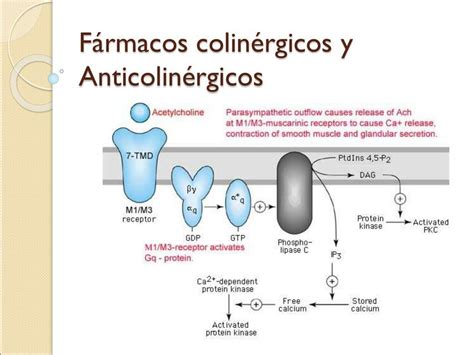 5 Fármacos Colinérgicos Y Anticolinérgicos Any Garcia Udocz