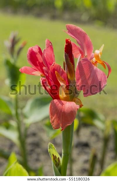 Canna Indica Indian Shot India Short Stock Photo Edit Now