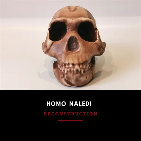 Homo Naledi Skull Replica Of Dh1 Find 11 Life Size Fossil Model From