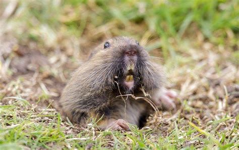 How To Trap A Gopher Smiths Pest Management Explains How