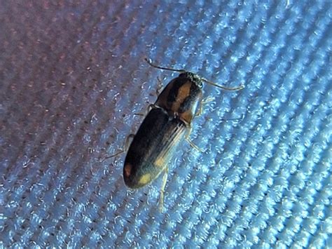 Monocrepidius Similis · Inaturalist