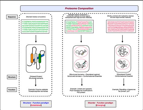 Figure 1 From Intrinsically Disordered Proteins An Overview Semantic Scholar