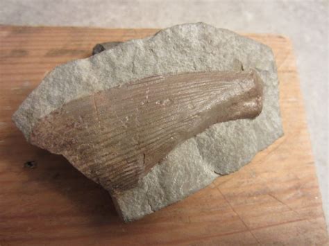 Identification Fossile Demandes D Identification De Fossiles Géoforum