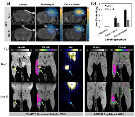 The In Vivo Tracking Of Mscs With Mpi A In Vivo Mpi Images At Days 1