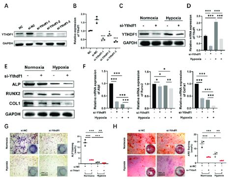 Ythdf1 Promotes Osteogenic Differentiation Under Normoxic And Hypoxic Download Scientific