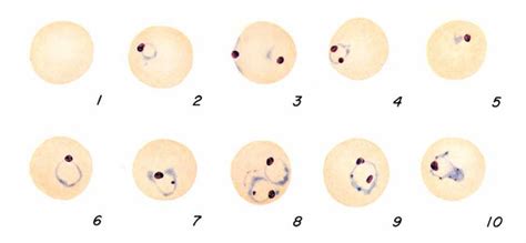 Malaria Diagnostic Parasitology