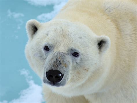 Olhos De Urso Polar